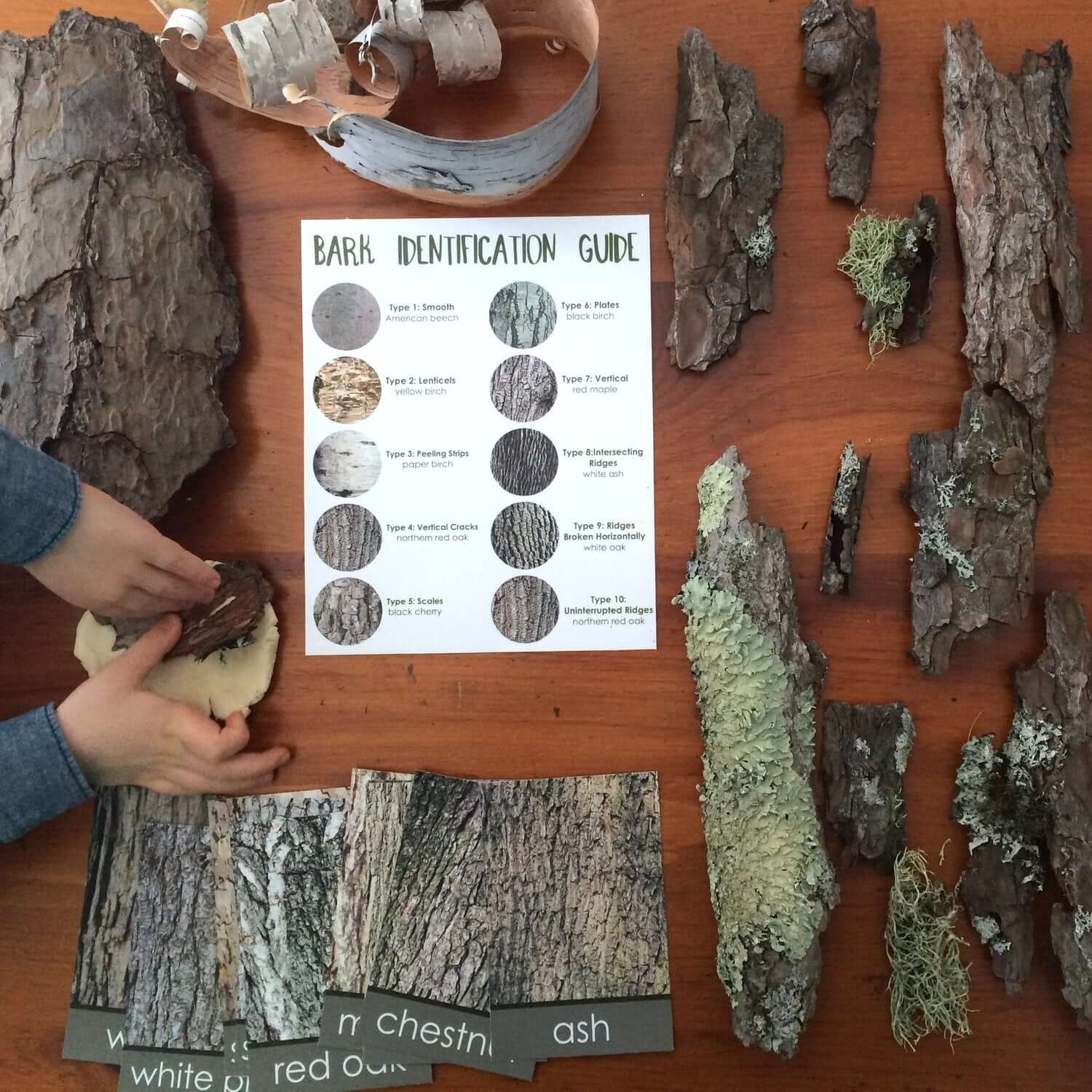 Learning About Trees- A Guest Post